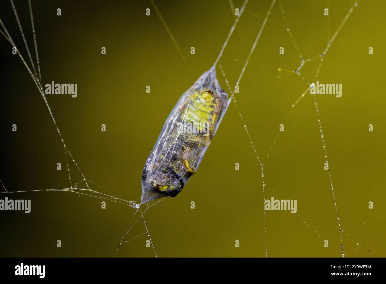 a trapped wasp in a cocoon of spider silk with a dark green background ...