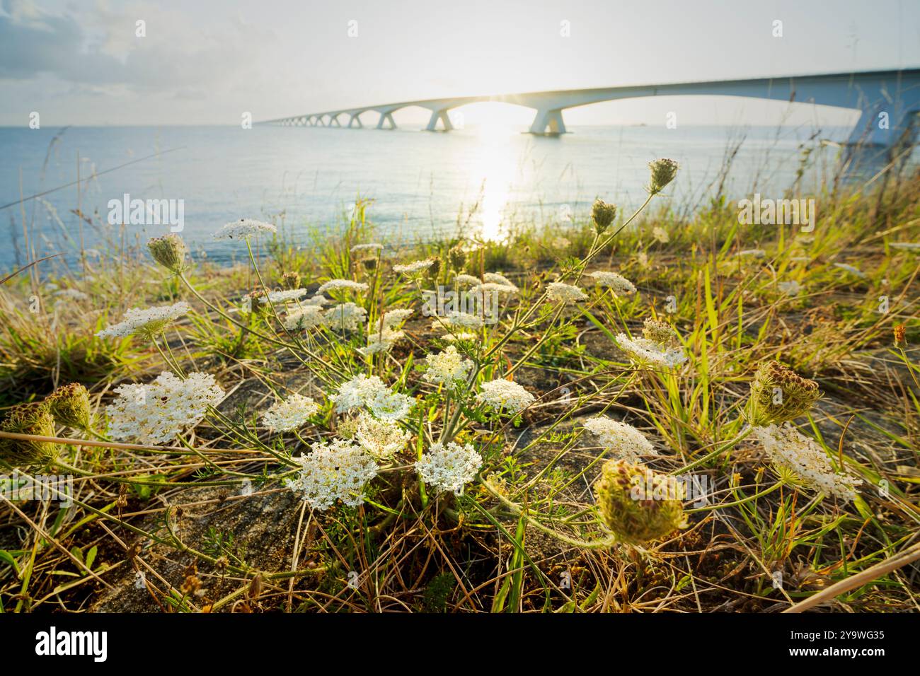 The Zeeland Bridge in the province of Zeeland is the longest bridge in ...