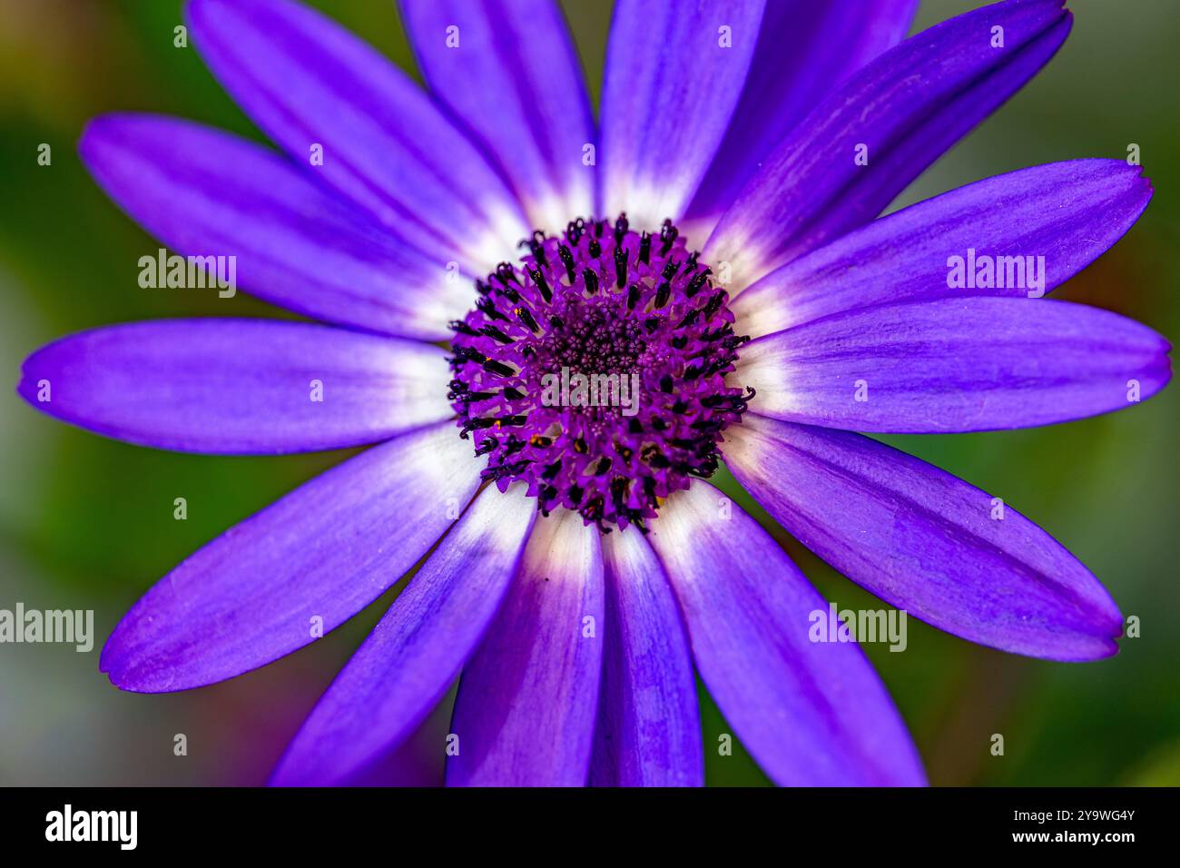 Violet daisy flower hi-res stock photography and images - Alamy