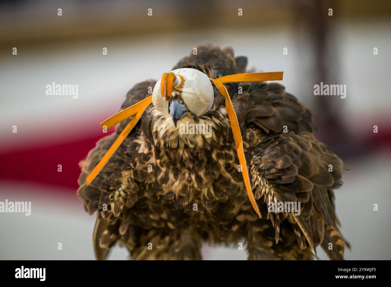 September 12, 2024: INTERNATIONAL HUNTING AND FALCON EXHIBITION IN DOHA ...