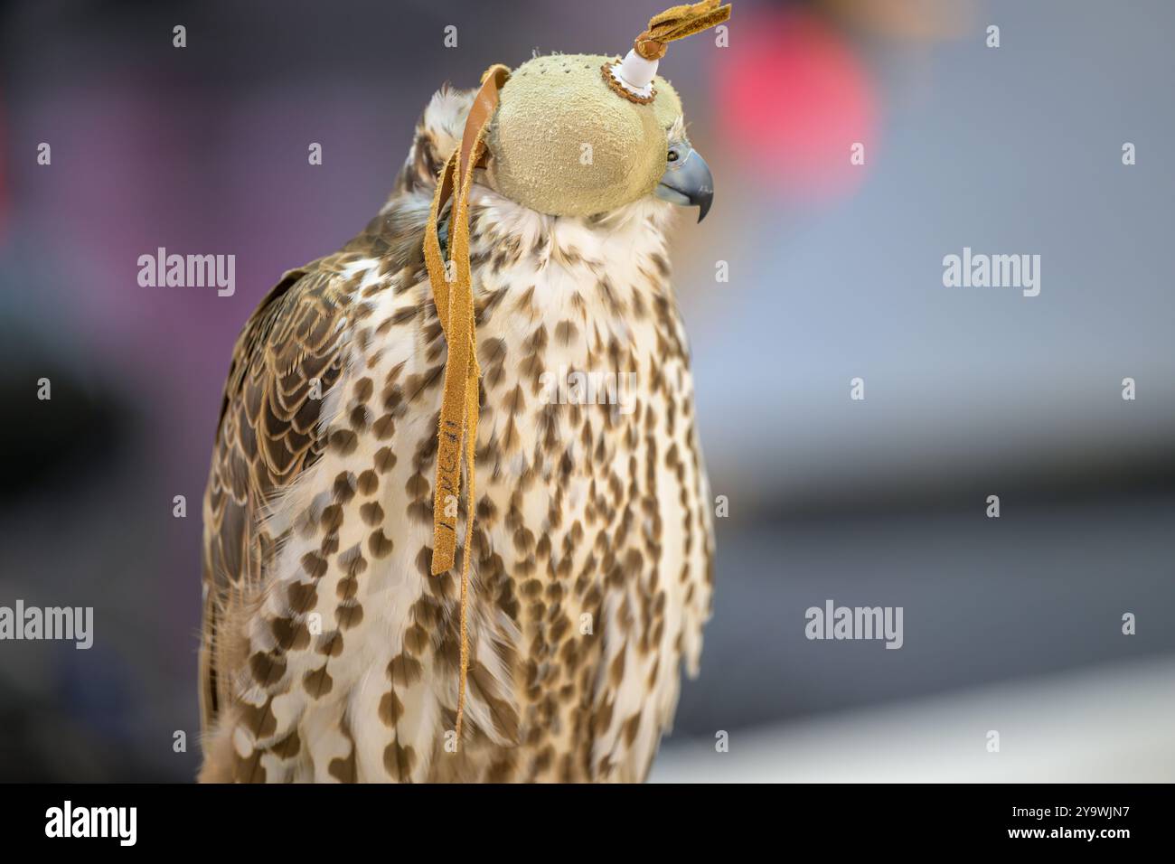 September 12, 2024: INTERNATIONAL HUNTING AND FALCON EXHIBITION IN DOHA ...