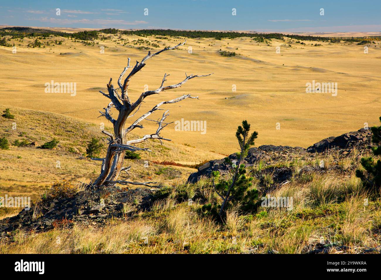 Limber Pine snag along AB Guthrie Trail, Pine Butte Swamp Preserve ...