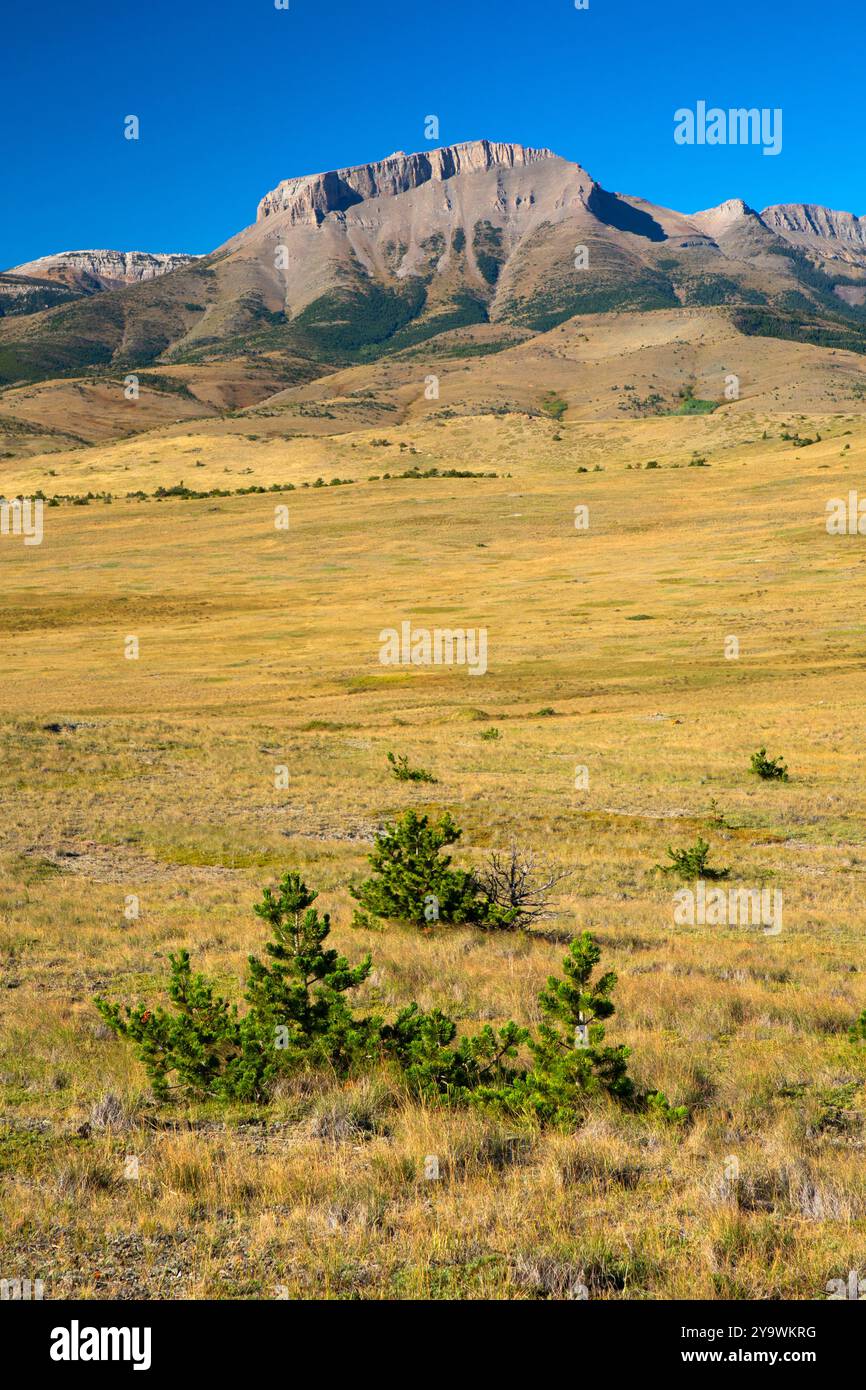 Ear Mountain view from AB Guthrie Trail, Pine Butte Swamp Preserve ...