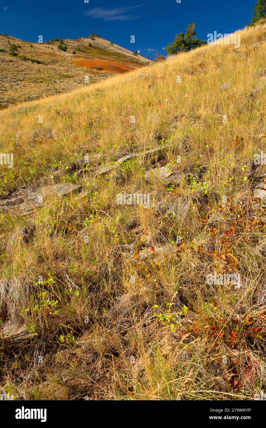 Prairie grassland, Ear Mountain Wildlife Management Area, Montana Stock ...