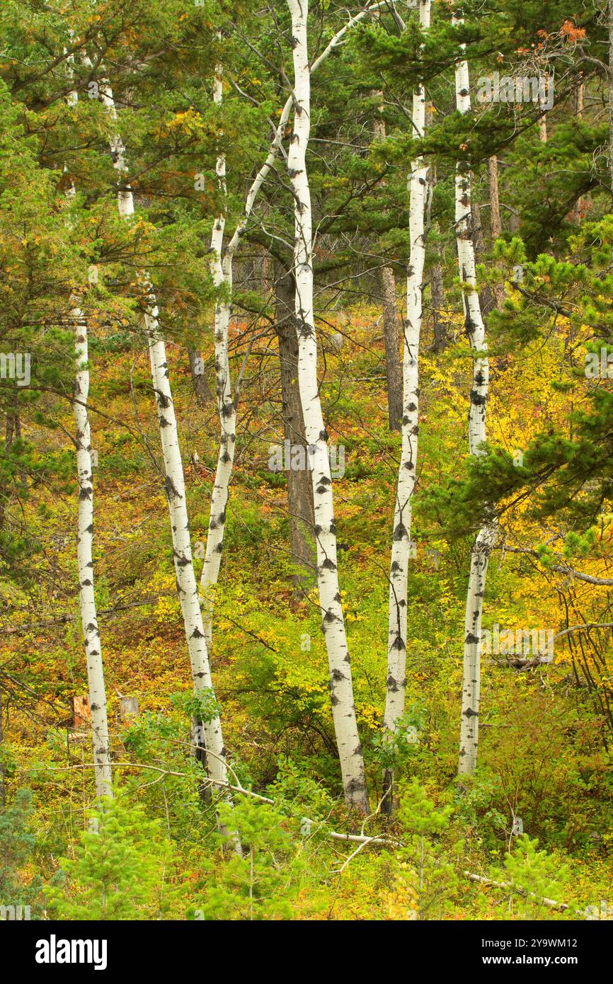 Quaking aspen (Populus tremuloides) along Dearborn River Trail, Lewis ...