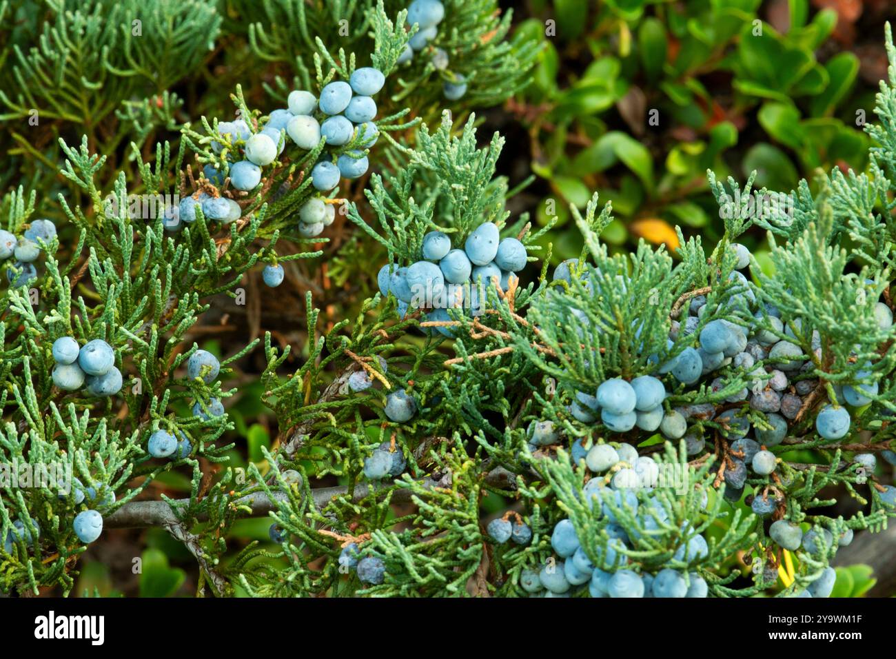 Ground juniper along Dearborn River Trail, Scapegoat Wilderness, Lewis ...