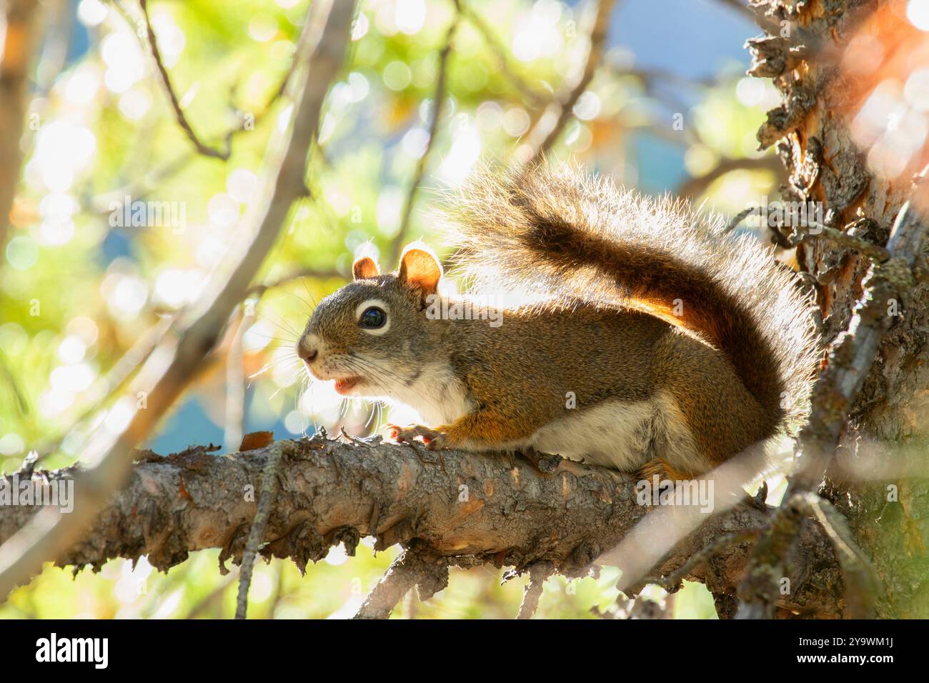 Red Squirrel (Tamiasciurus hudsonicus) along Dearborn River Trail ...
