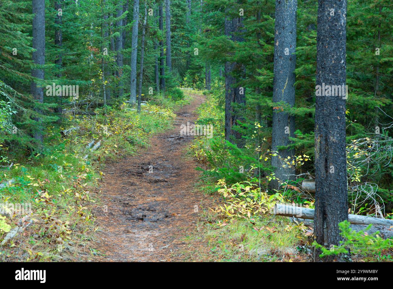 Straight Creek Trail, Bob Marshall Wilderness, Lewis and Clark National ...