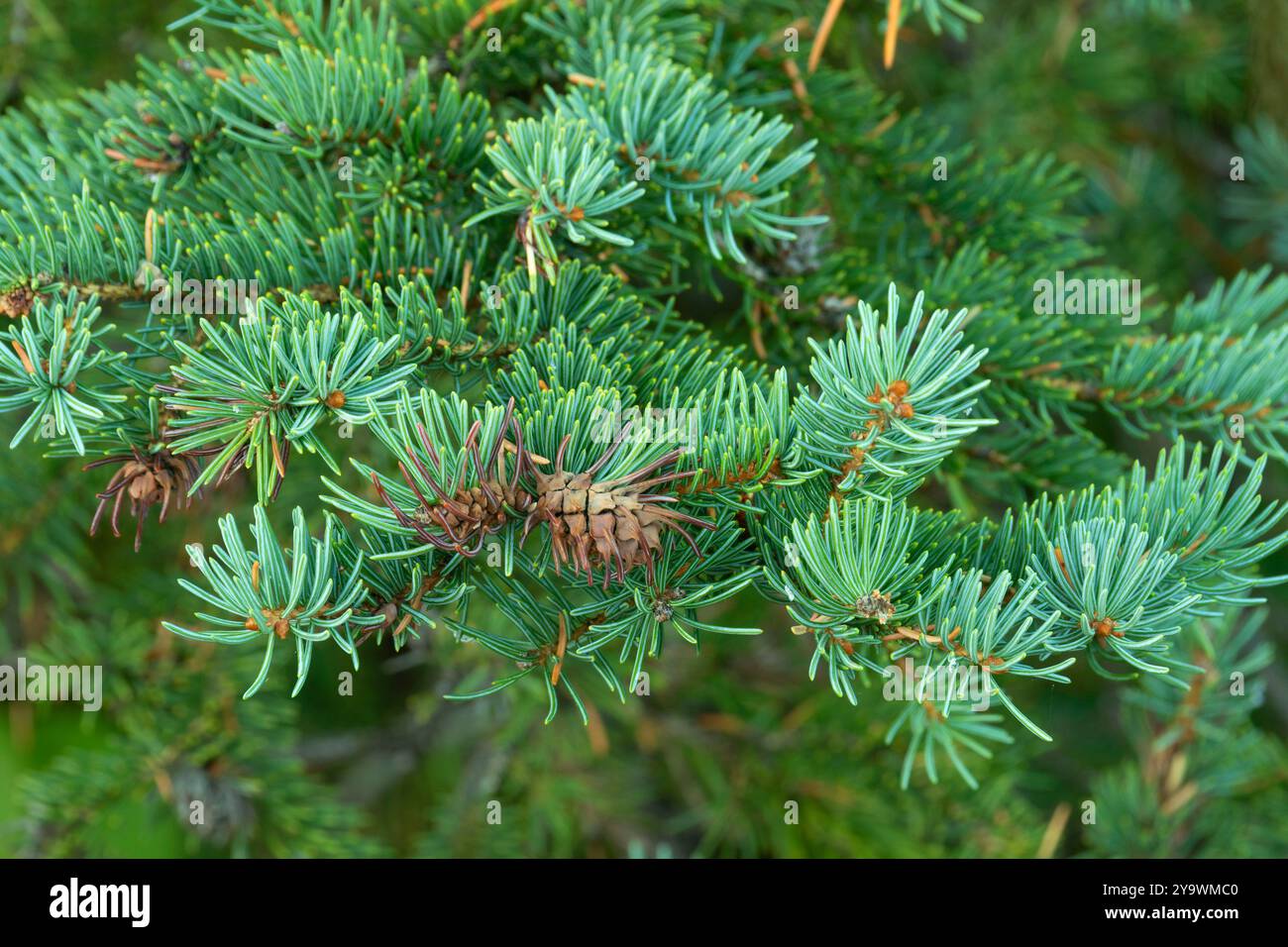 Engelmann Spruce (Picea engelmannii) needles along Straight Creek Trail, Bob Marshall Wilderness ...