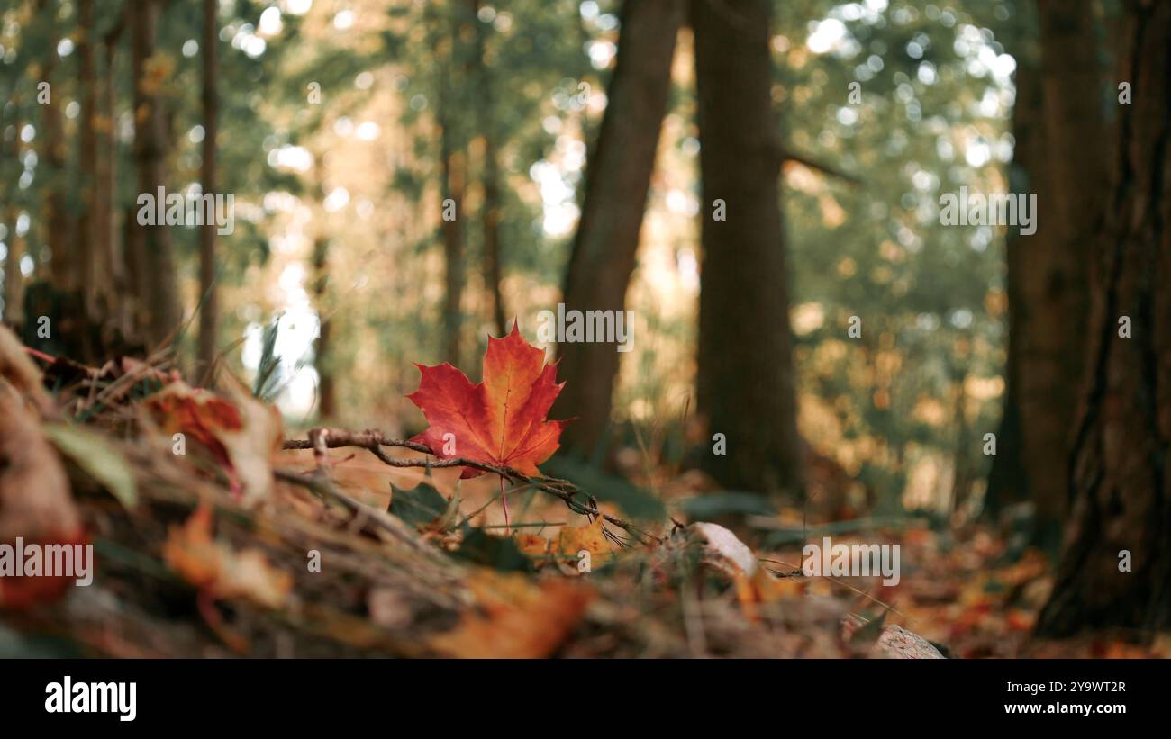 Autumn colors fall colors hi-res stock photography and images - Alamy