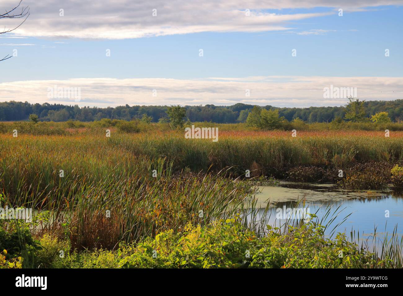 Changing colors during autumn hi-res stock photography and images - Alamy