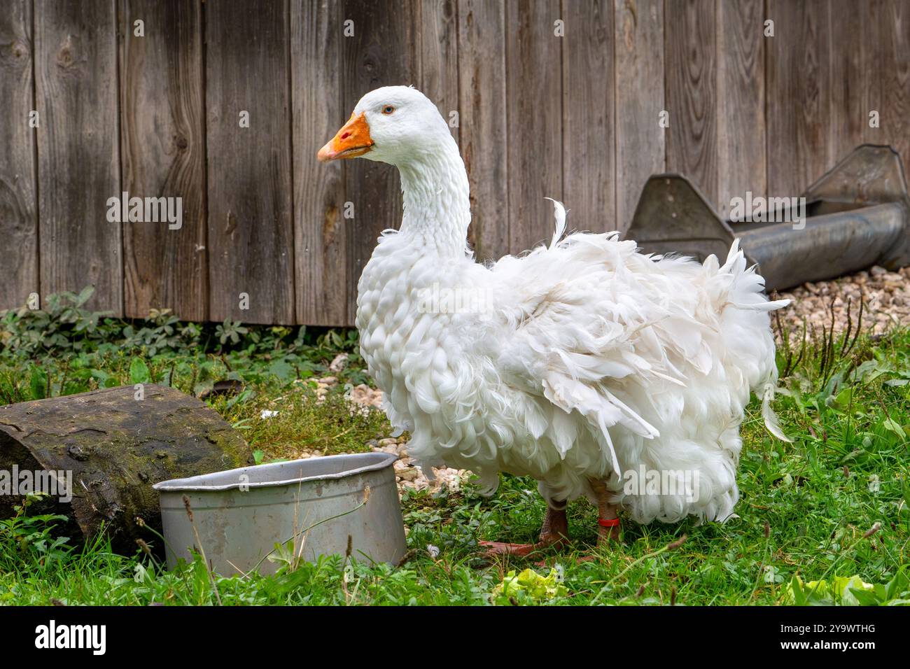 Sebastopol goose / Danubian geese, breed of medium-sized domestic goose ...