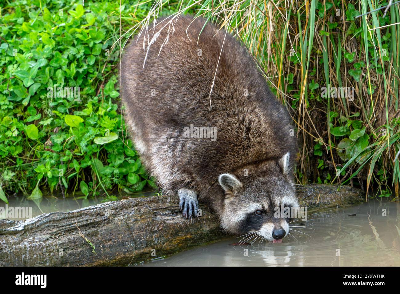 Common raccoon / North American racoon (Procyon lotor) drinking water ...