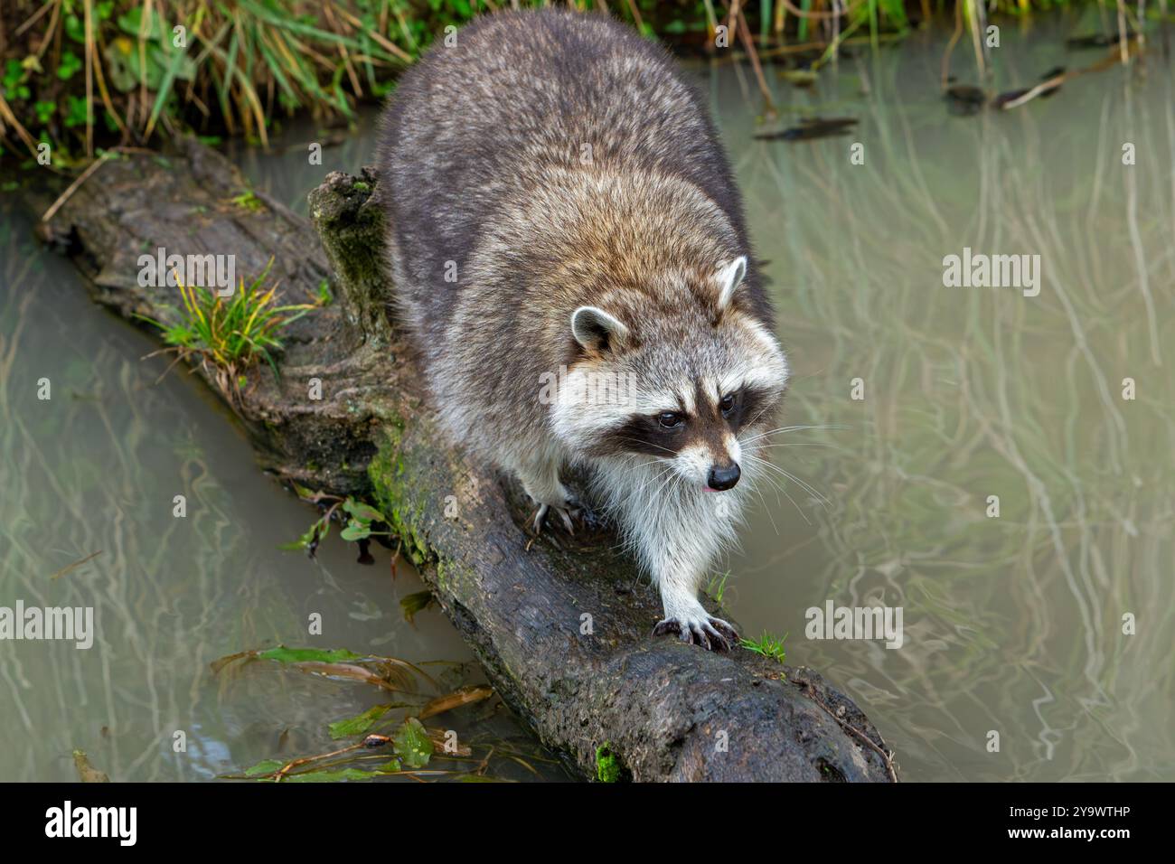 Common raccoon / North American racoon (Procyon lotor) crossing stream ...