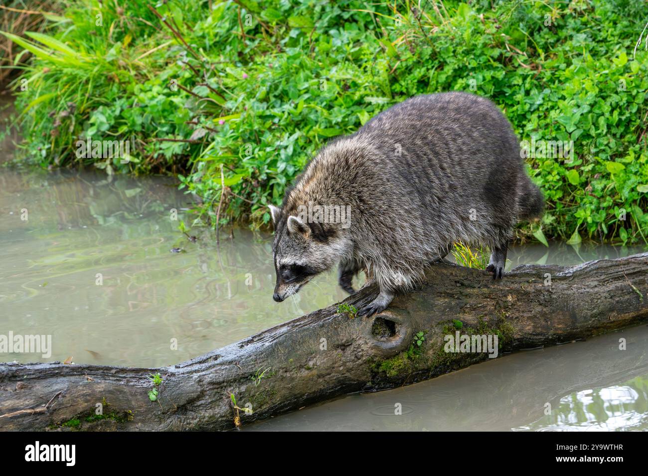 Common raccoon / North American racoon (Procyon lotor) crossing stream ...
