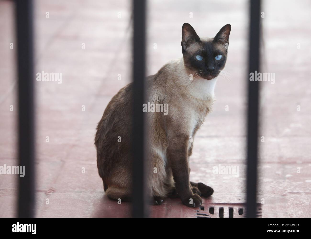 portrait of old siamese cat sitting behind bars outdoor Stock Photo - Alamy