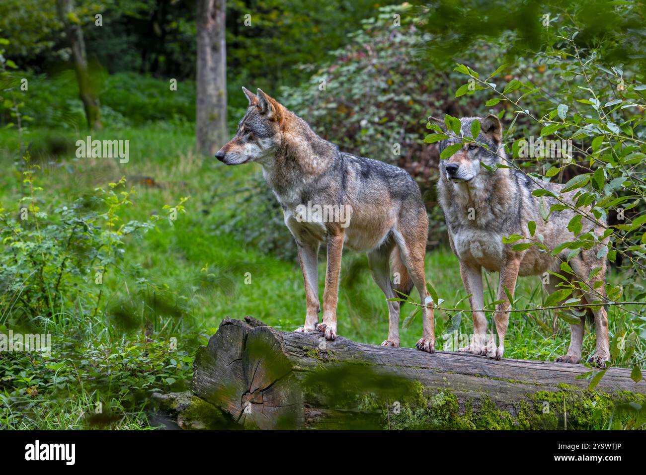 Two Eurasian wolves / European grey wolves (Canis lupus lupus) hunting ...