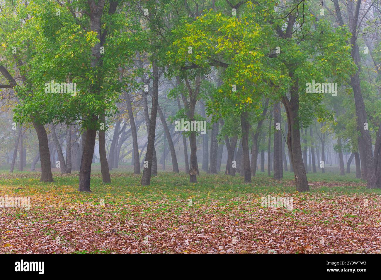 Amazing array of autumn colors and dense fog in batch of trees in ...