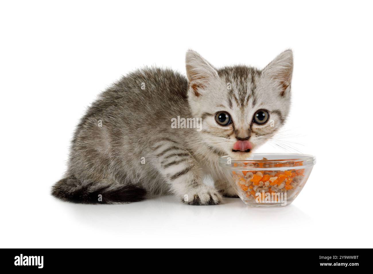 Lovely little kitten on Cut Out Stock Images & Pictures - Alamy