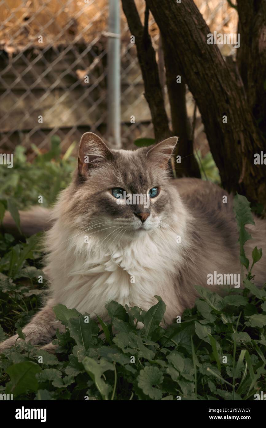 Cat under tree hi-res stock photography and images - Alamy