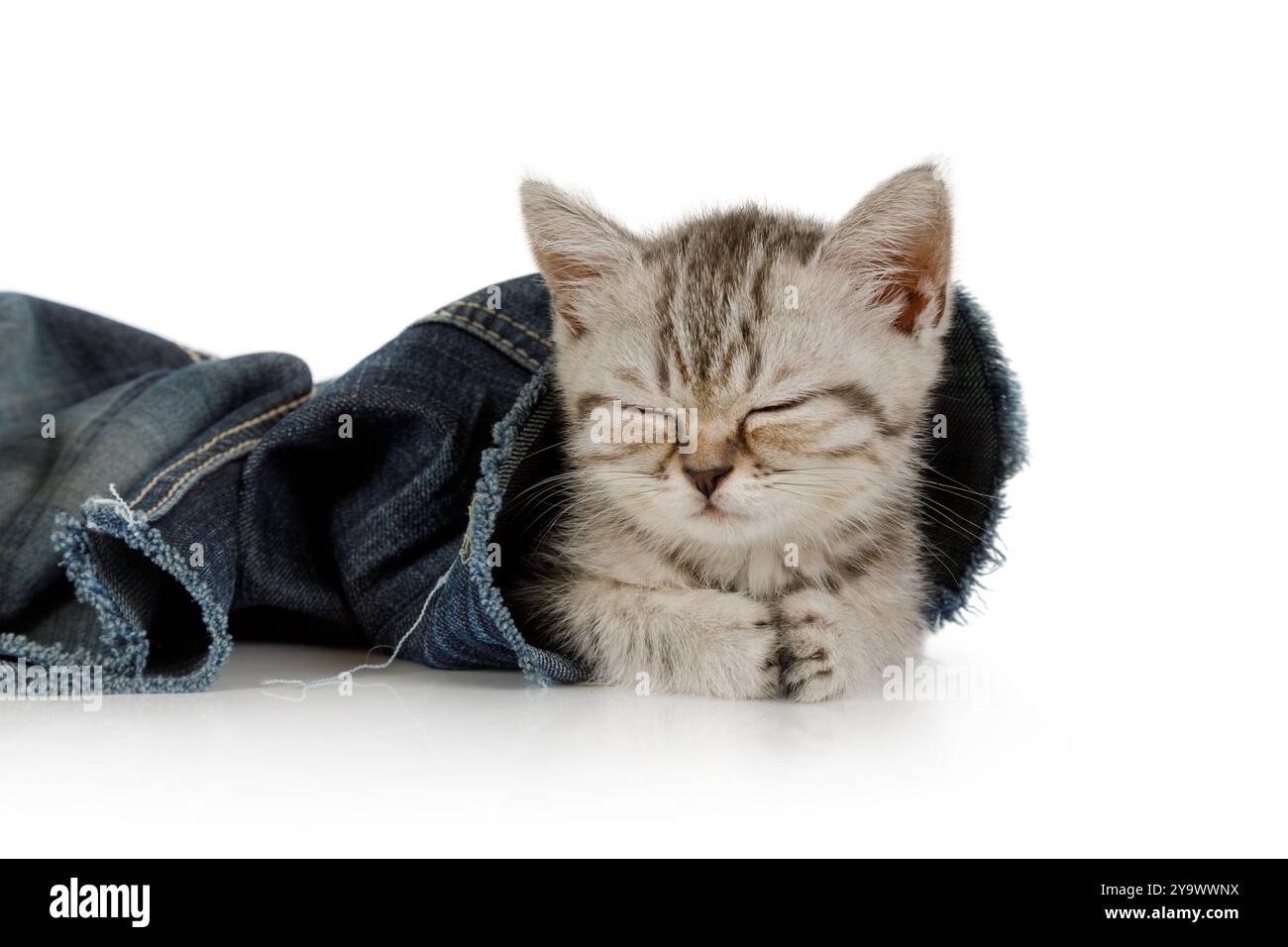 Cute little kitten sleeping in jeans leg isolated on white background ...