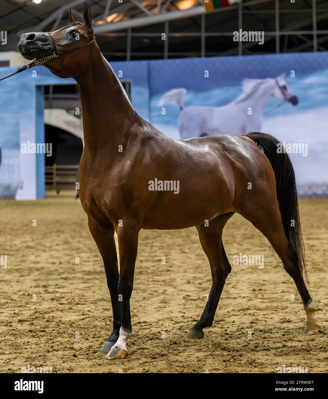 A beautiful Arabian horse in the 3rd Qatar Arabian Horse Breeders’ Cup ...