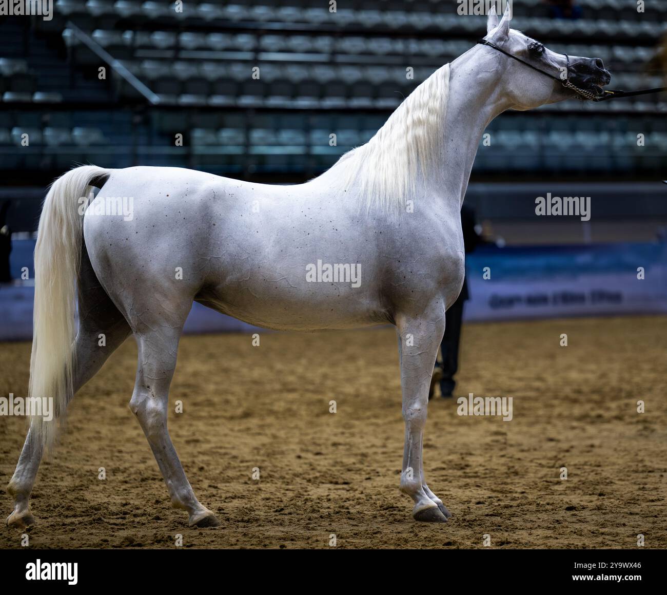 A beautiful Arabian horse in the 3rd Qatar Arabian Horse Breeders’ Cup ...