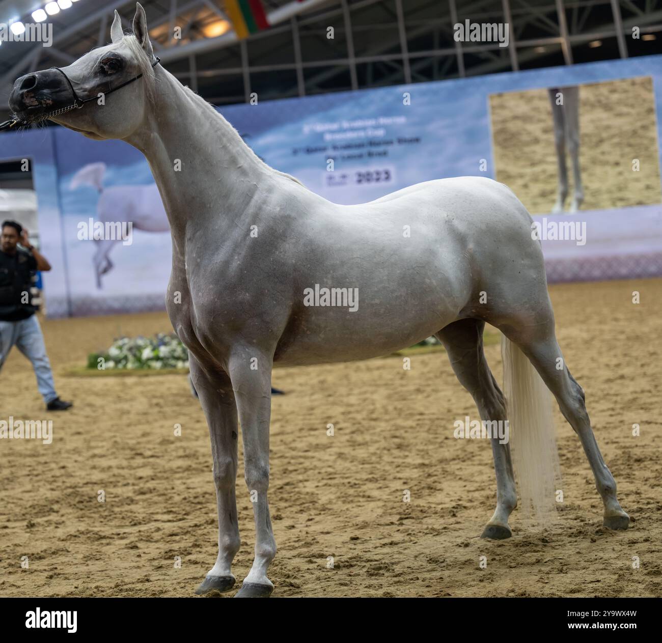 A beautiful Arabian horse in the 3rd Qatar Arabian Horse Breeders’ Cup ...