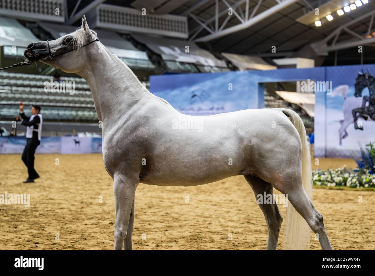 A beautiful Arabian horse in the 3rd Qatar Arabian Horse Breeders’ Cup ...
