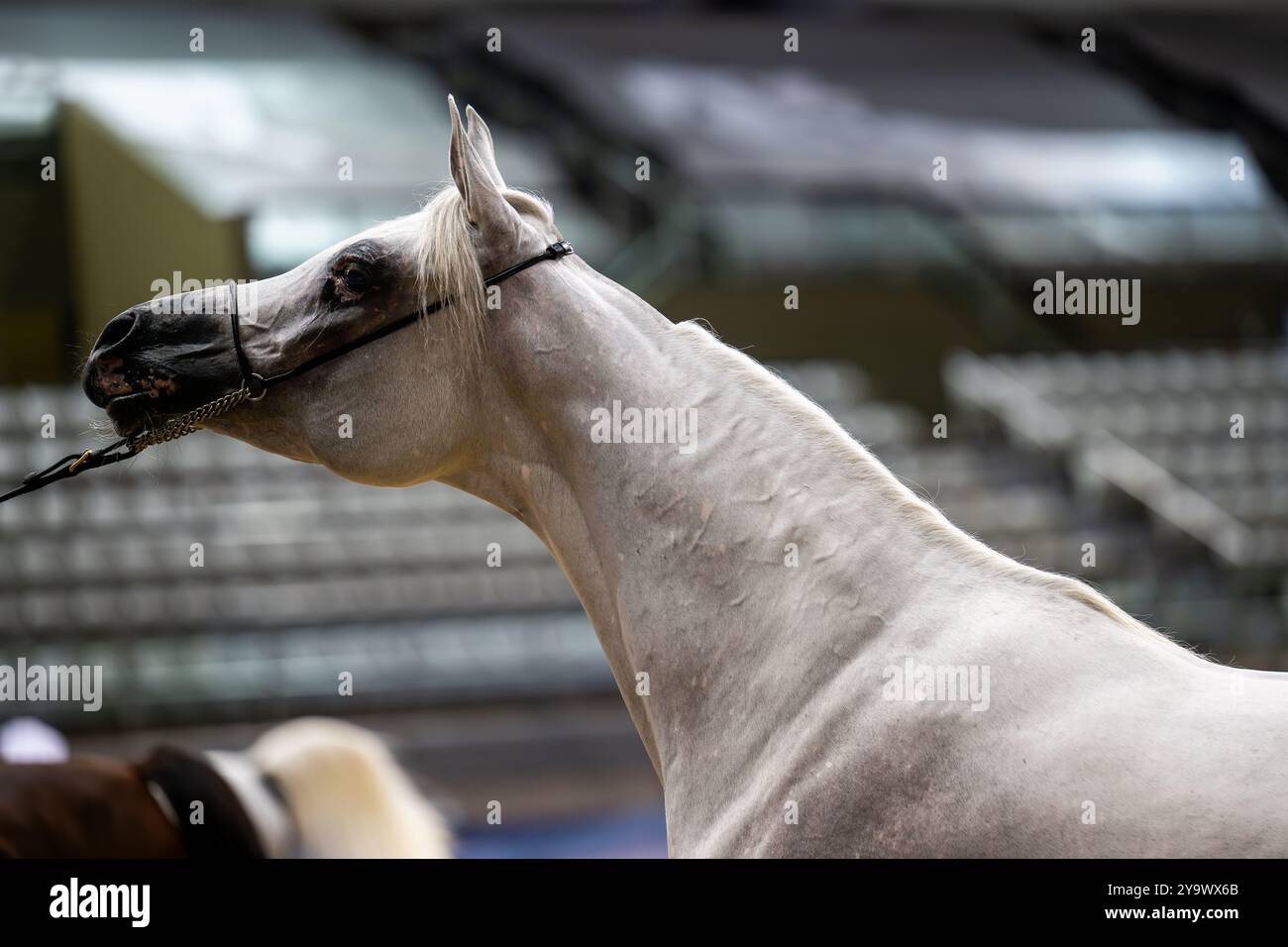 A beautiful Arabian horse in the 3rd Qatar Arabian Horse Breeders’ Cup ...