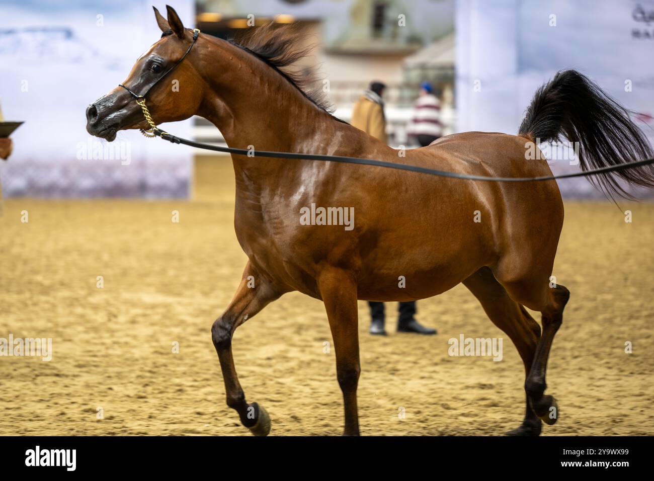 A beautiful Arabian horse in the 3rd Qatar Arabian Horse Breeders’ Cup ...