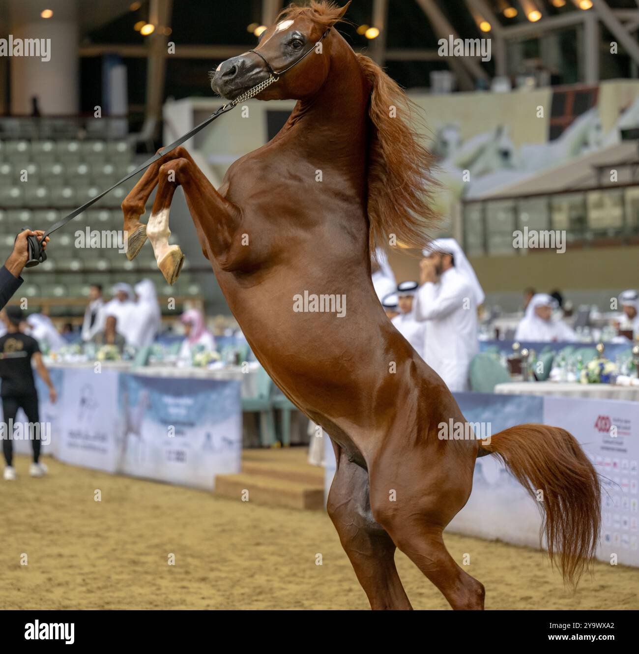 A beautiful Arabian horse in the 3rd Qatar Arabian Horse Breeders’ Cup ...
