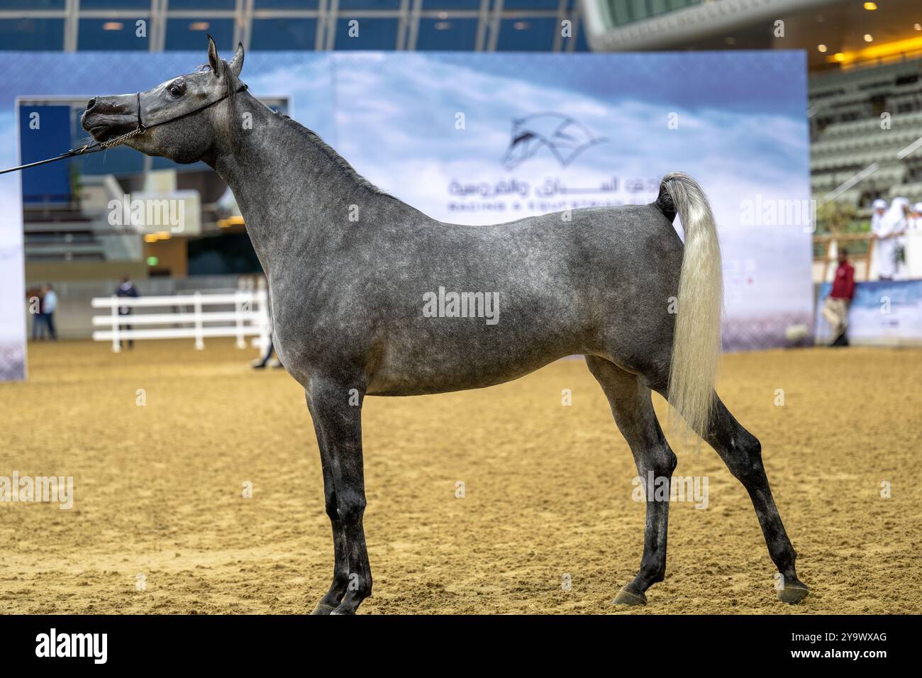 A beautiful Arabian horse in the 3rd Qatar Arabian Horse Breeders’ Cup ...