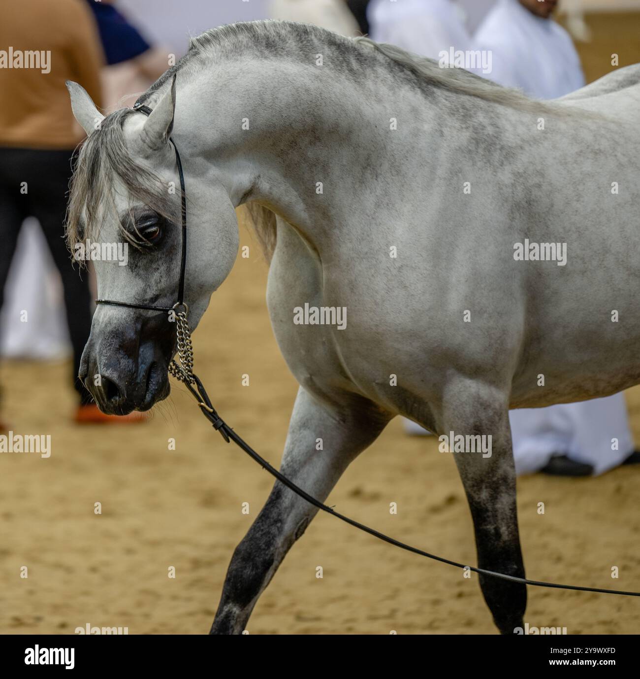 A beautiful Arabian horse in the 3rd Qatar Arabian Horse Breeders’ Cup ...