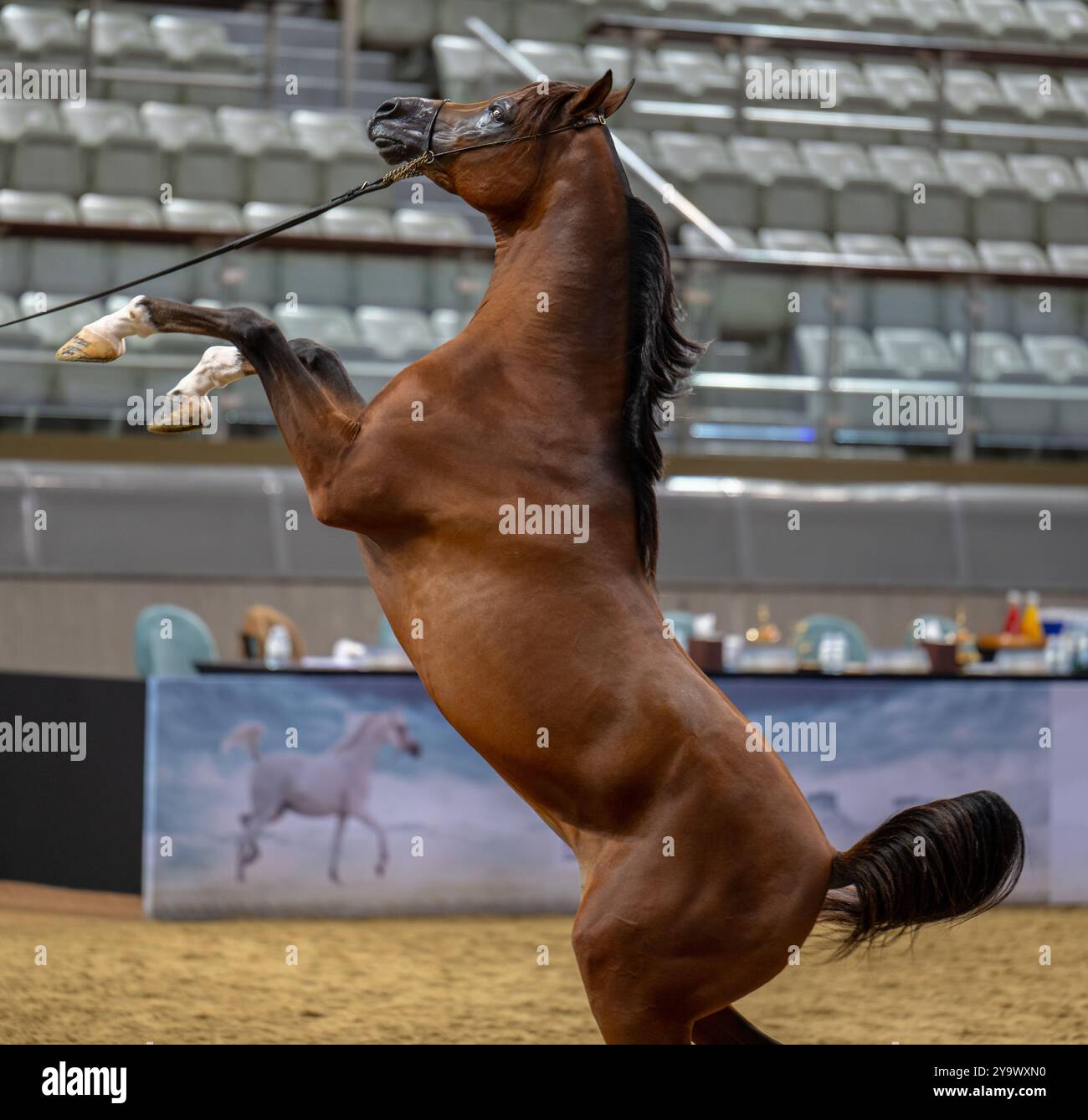 A beautiful Arabian horse in the 3rd Qatar Arabian Horse Breeders’ Cup ...