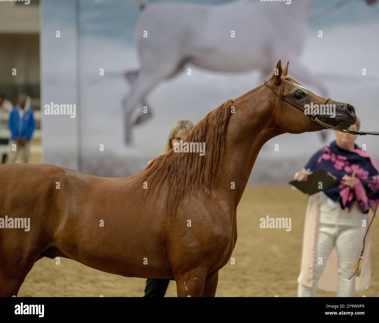A beautiful Arabian horse in the 3rd Qatar Arabian Horse Breeders’ Cup ...