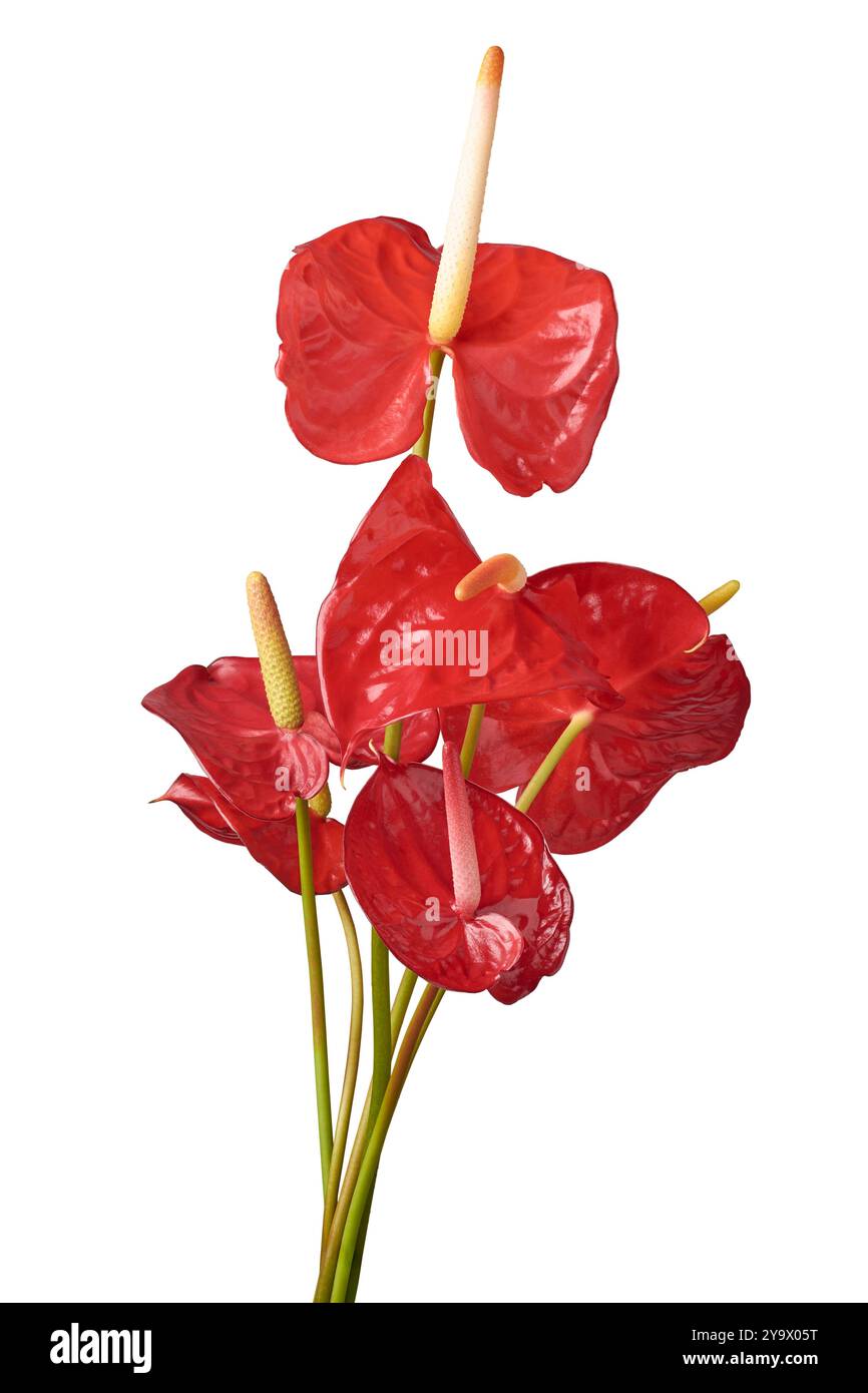 bunch of red anthurium flowers isolated white background, bouquet of ...