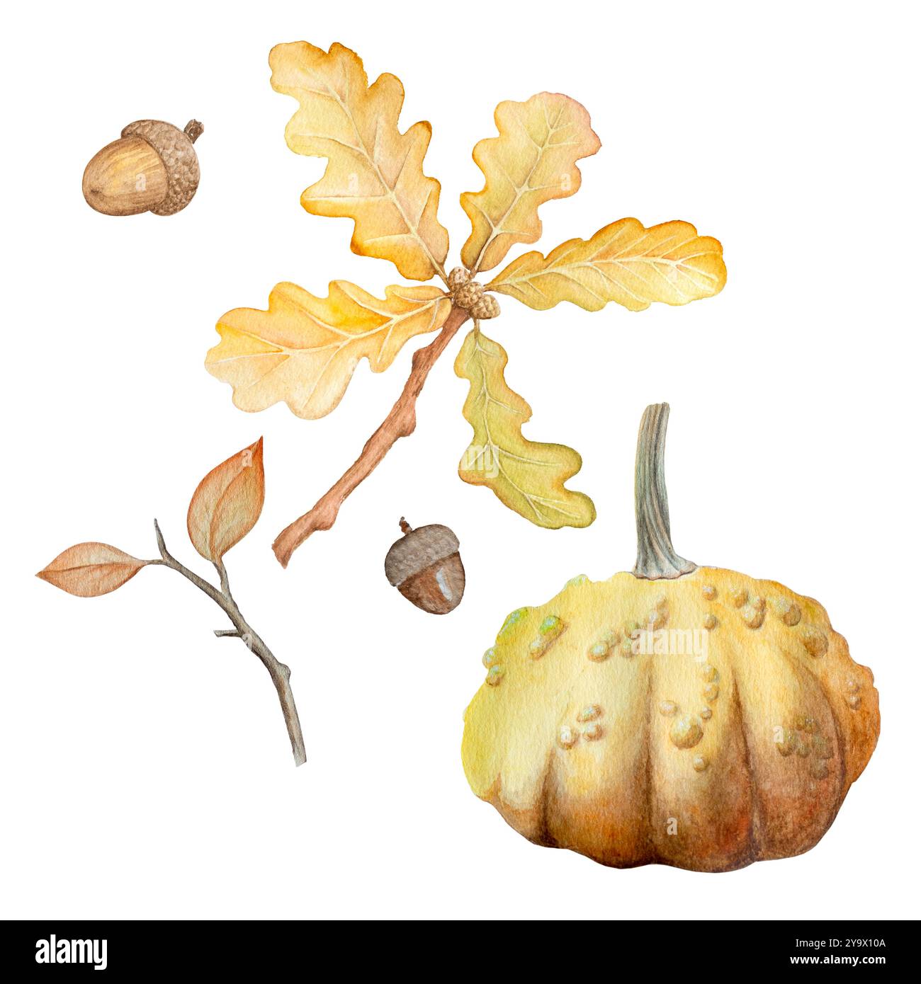 Watercolor autumn oak leaf hi-res stock photography and images - Alamy