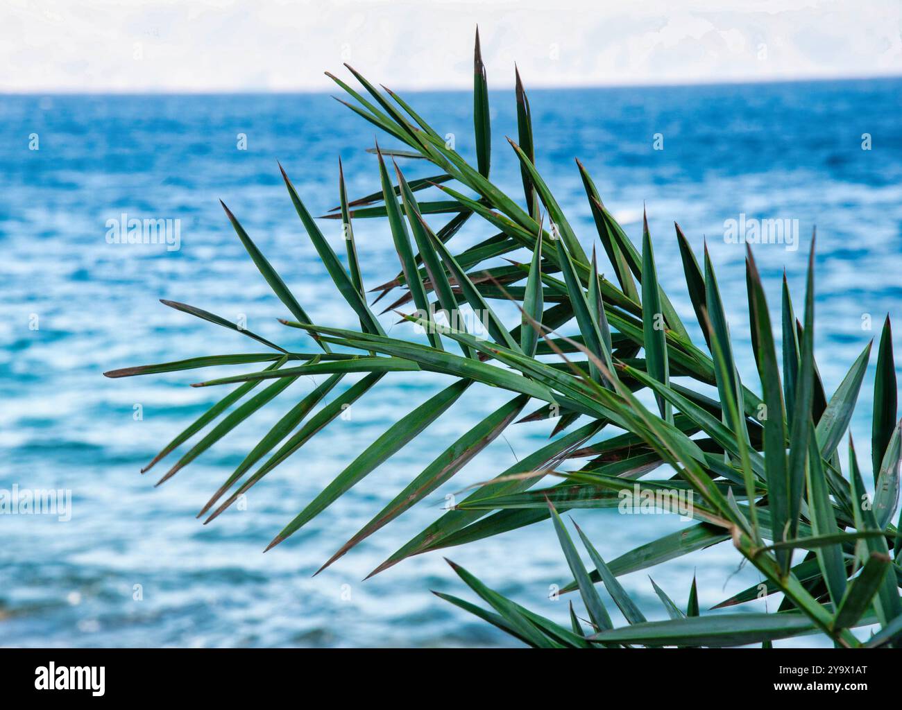Blue leaf green beach hi-res stock photography and images - Alamy