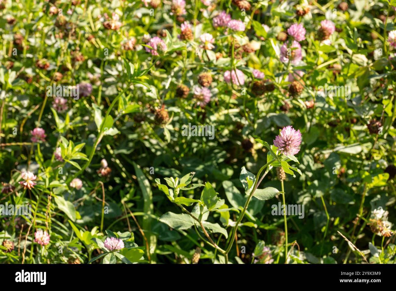 Natural flowering plant portrait of Clover field being grown for Green ...
