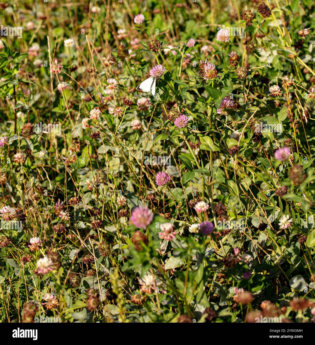 Natural flowering plant portrait of Clover field being grown for Green ...