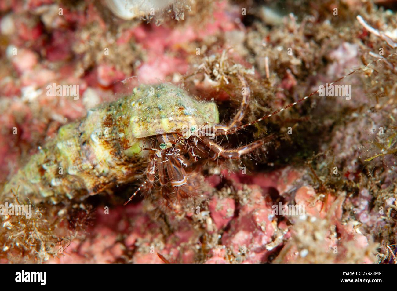 Striped Hermit Crab, Pagurus anachoretus, Cadaques, Costa Brava, Spain ...