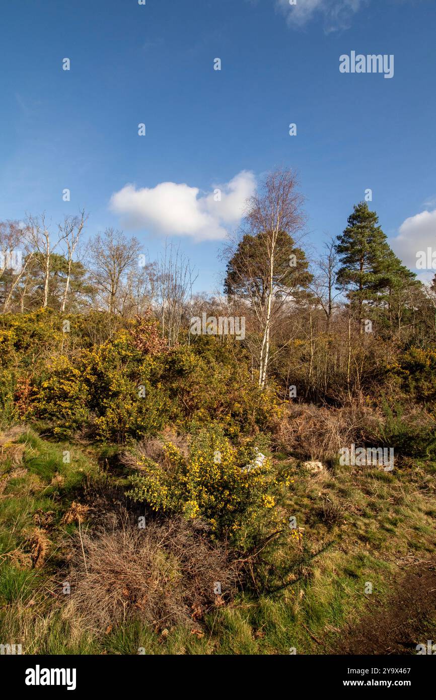 Intimate spring landscape at Keston Common with Gorse, tree and lovely ...