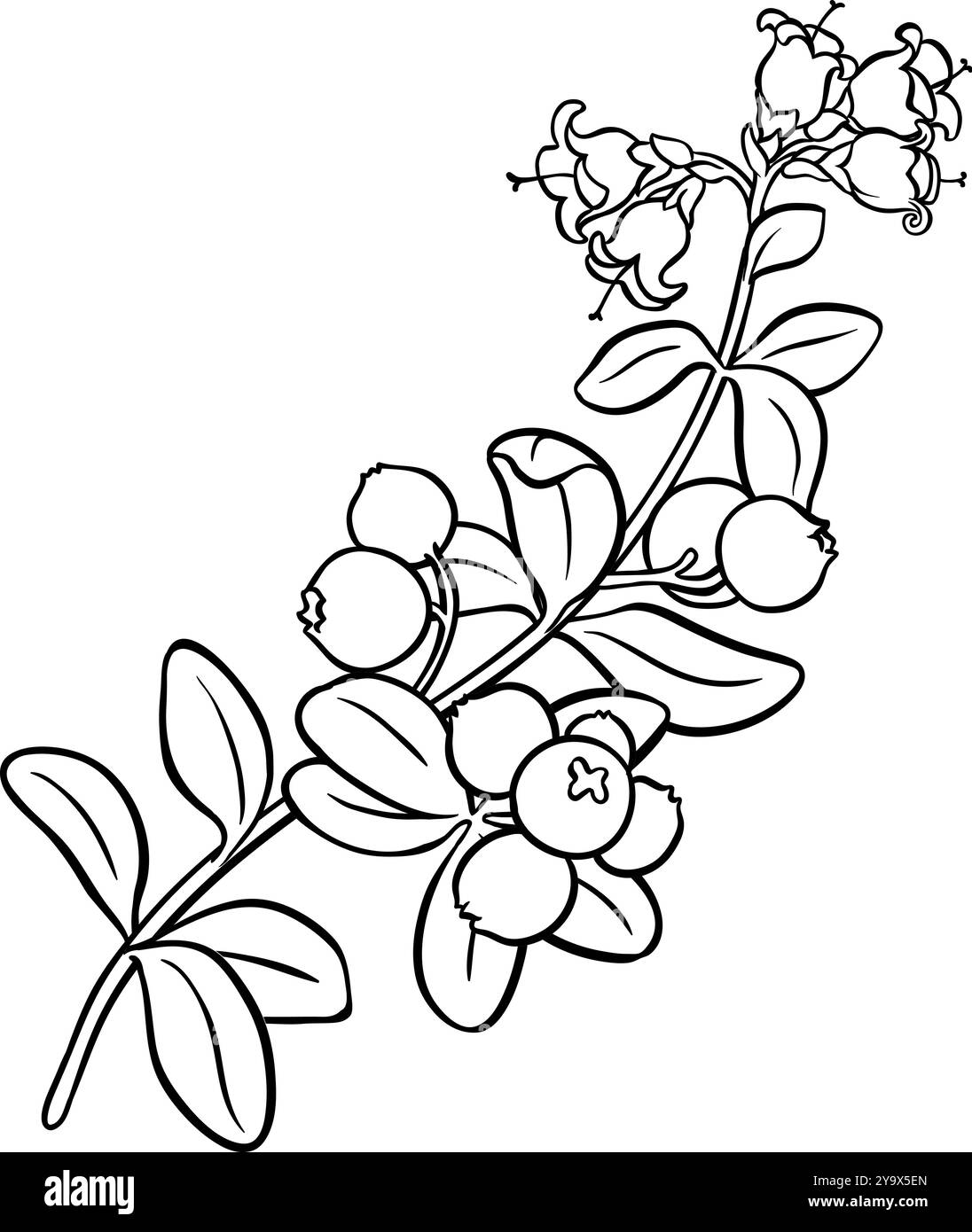 Cranberry Branch with Berries Outline Illustration Stock Vector Image ...