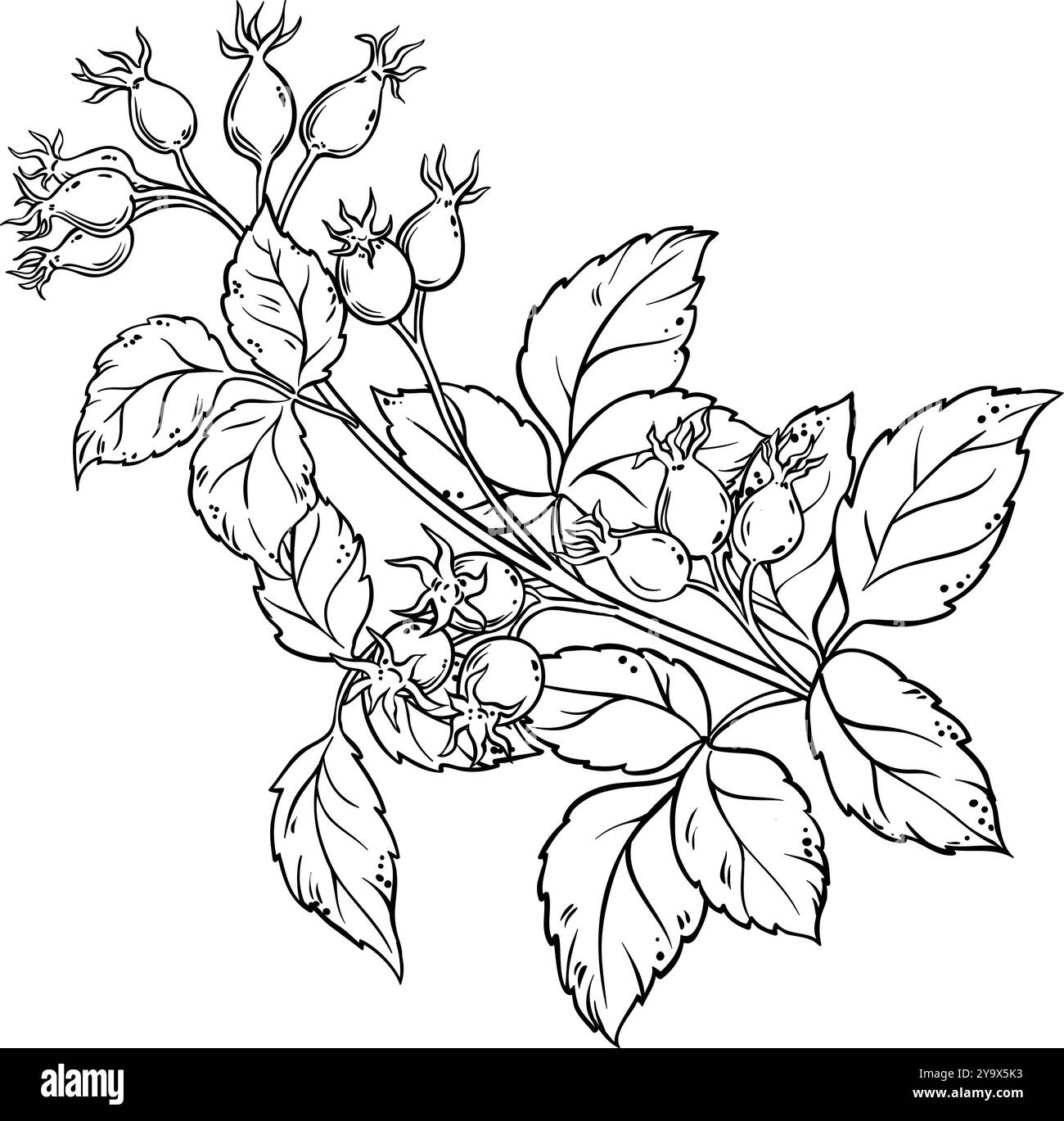 Dog Rose Branch Outline Illustration Stock Vector Image & Art - Alamy