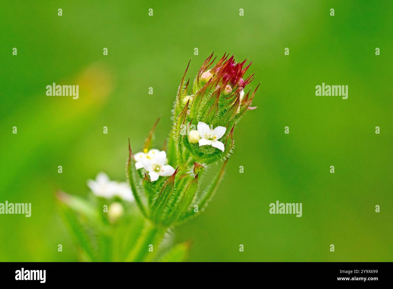 Goosegrass, Cleavers or Sticky Willie (galium aparine), close up of the ...