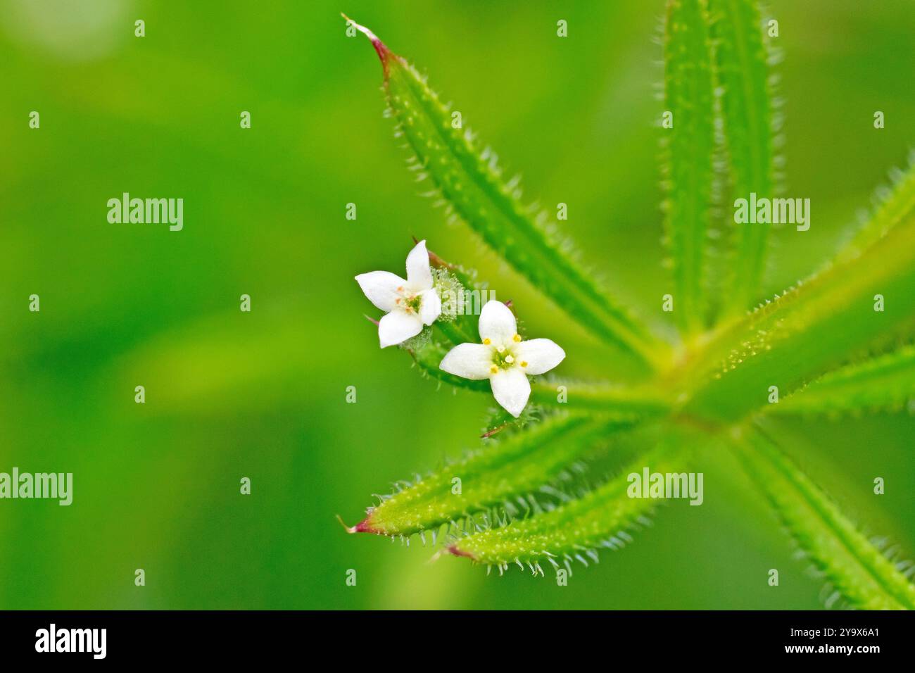 Goosegrass, Cleavers or Sticky Willie (galium aparine), close up of the ...
