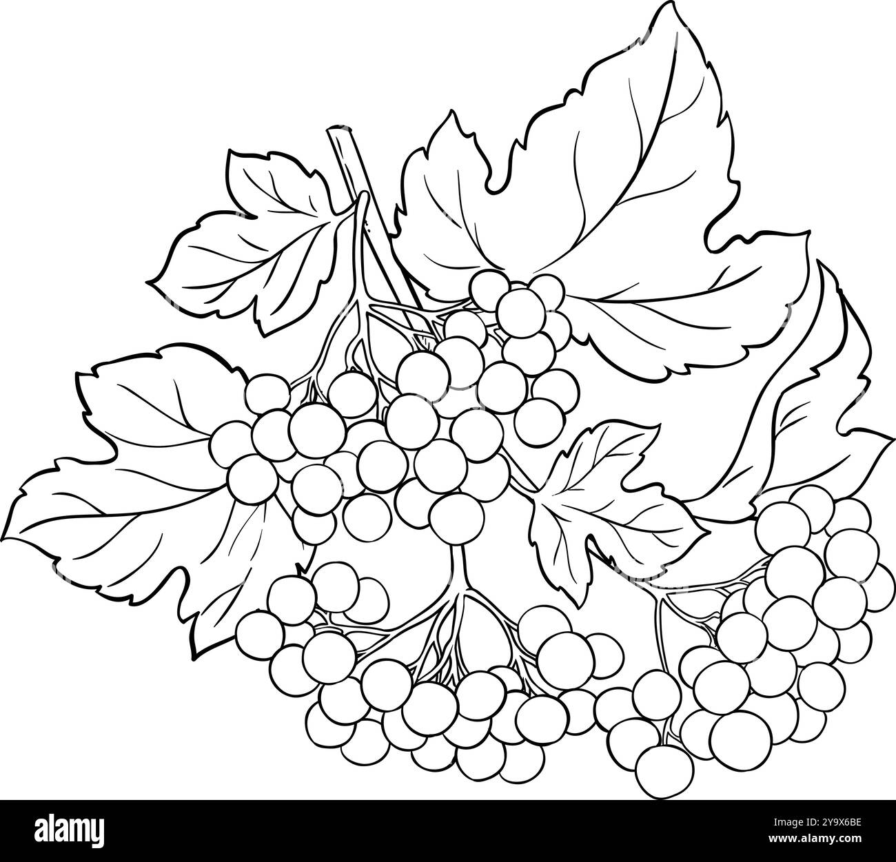 Guelder Rose Branch Outline Illustration Stock Vector Image & Art - Alamy