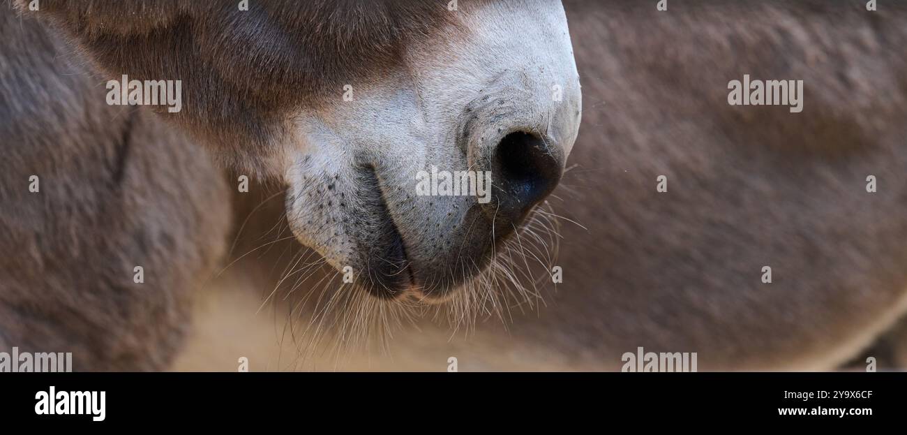 Donkey nose hi-res stock photography and images - Alamy