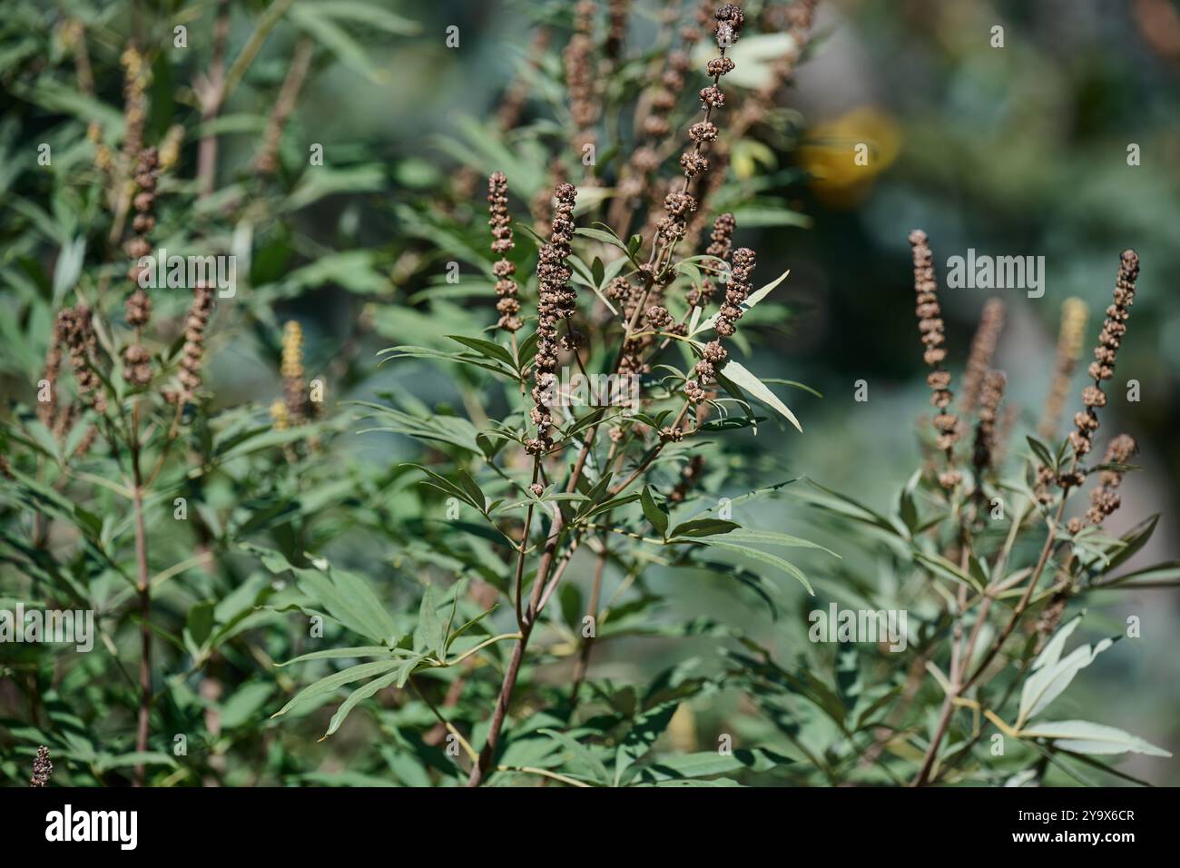 Chaste tree is innocent bush with unripe fruits in the garden. Vitex ...